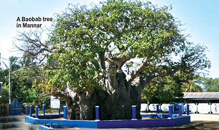 A 450-year-old Baobab park on Mannar Island – The Island
