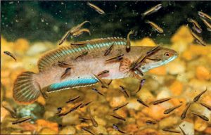 Study on carnivorous fish of Sri Lanka – The Island
