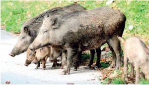 Surge in wild boar population in upcountry areas – The Island