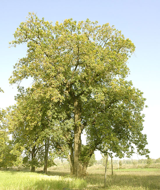 Meeting the national vegetable oil demand: Can Madhuca (‘Mee’) oil ...