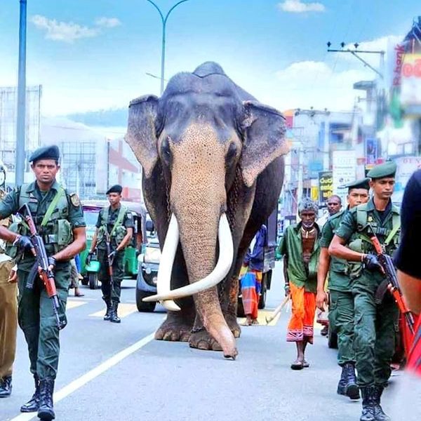 Nadungamuwe Raja, a prisoner of culture, an ambassador of culture or ...