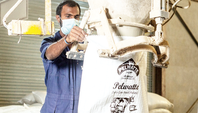 How Pelwatte makes own animal feed to formulate its creamy rich dairy ...