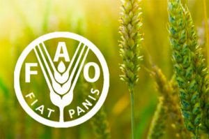 FAO: 6.2 mn Lankans facing acute food insecurity – The Island