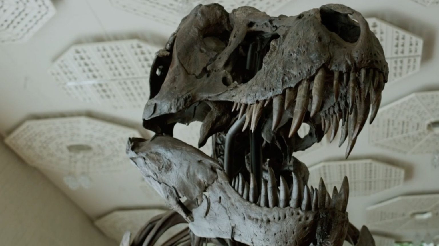 T. rex skeleton sells for more than $6m – The Island