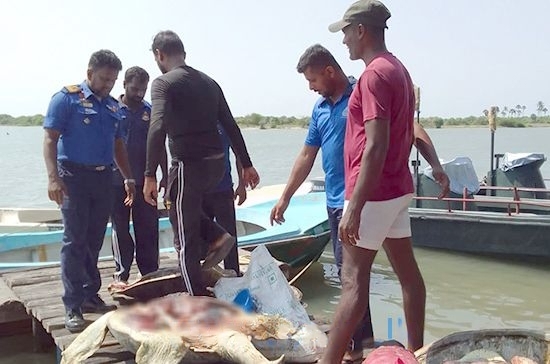 Navy apprehends two persons for slaughtering sea turtles – The Island