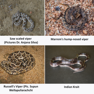 Snakes of Sri Lanka – The Island