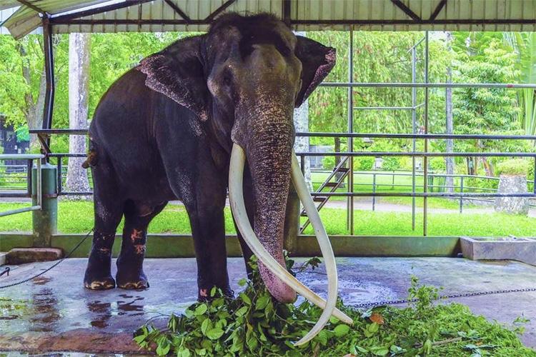 Thailand won’t send back ‘Muthu Raja’- Minister – The Island