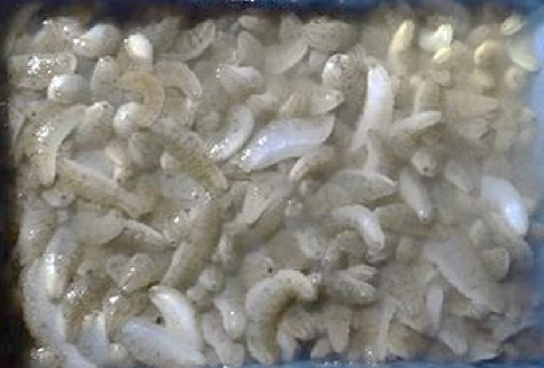 Navy apprehends 16 persons for illegal transportation of sea cucumber ...