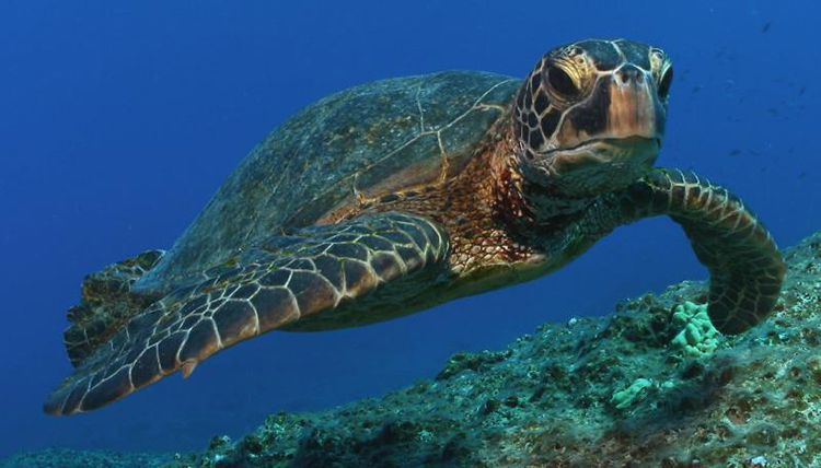 Protecting sea turtles – The Island
