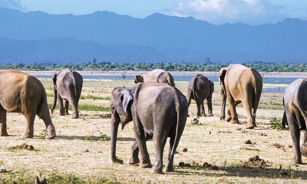 UDA WALAWE IS DYING! – The Island