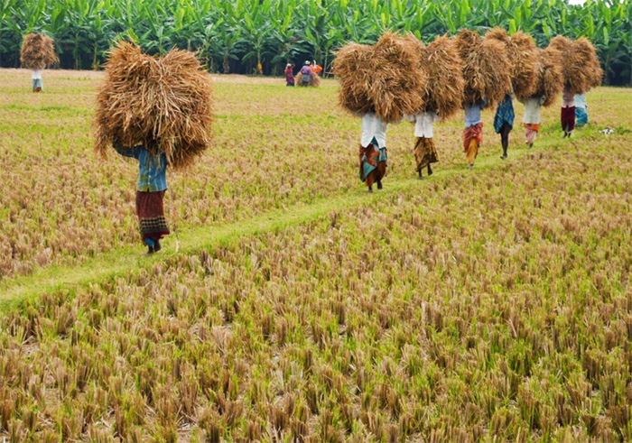 Sri Lanka has achieved 20 percent growth in paddy cultivation last year ...