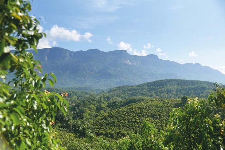 Dilmah owners establish 830 acres of cinnamon on Kahawatte estates ...