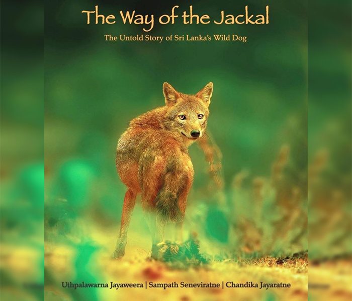Jackal population has decreased 60% during last 20 yrs in SL – The Island