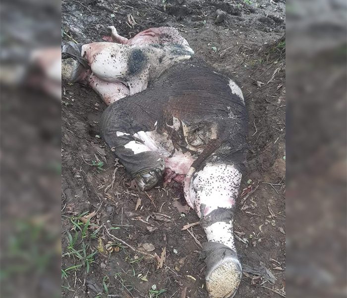 Seven jumbos drown under thick layer of water hyacinth – The Island