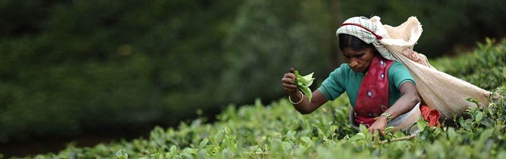 Landmarks in tea industry:More recent developments – The Island