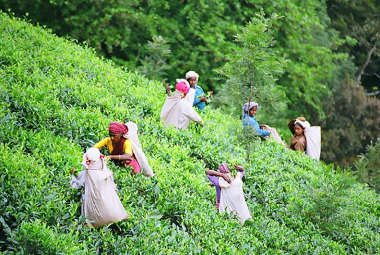 SOFA: The reality in Iran under the Shah? – The Island