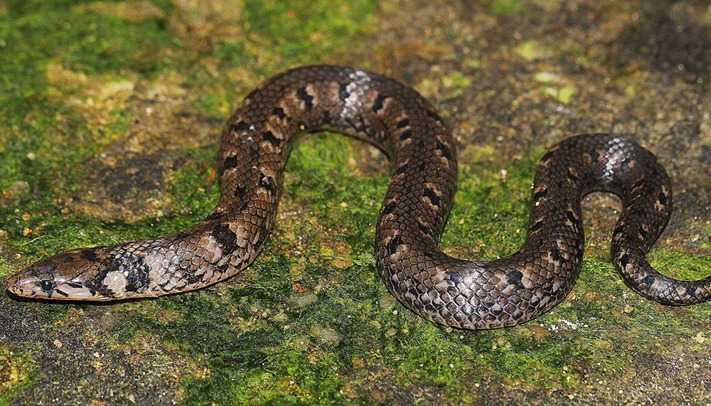 A serpent resurrected: Rediscovery of Cope’s Rough-sided snake – The Island