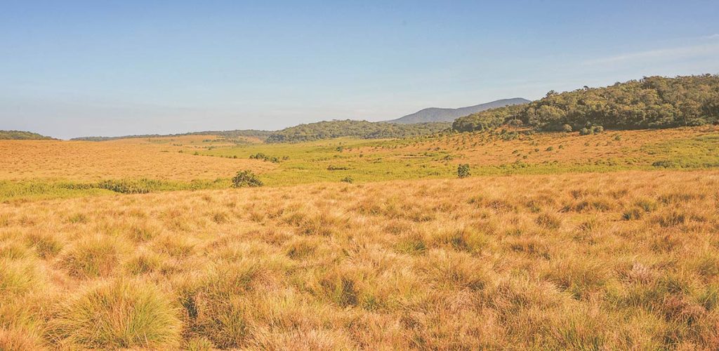 Preserving Sri Lanka’s rich biodiversity: Pioneering work in up-country ...
