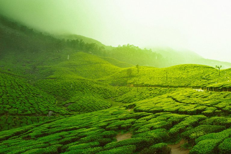 Revitalising Ceylon Tea: Call for modernisation and strategic ...