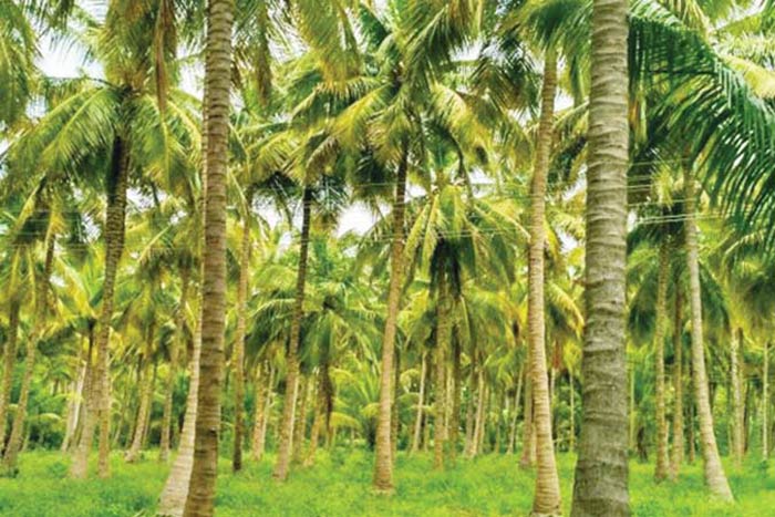 Coconut prices to remain high until end Feb., 2025 – The Island