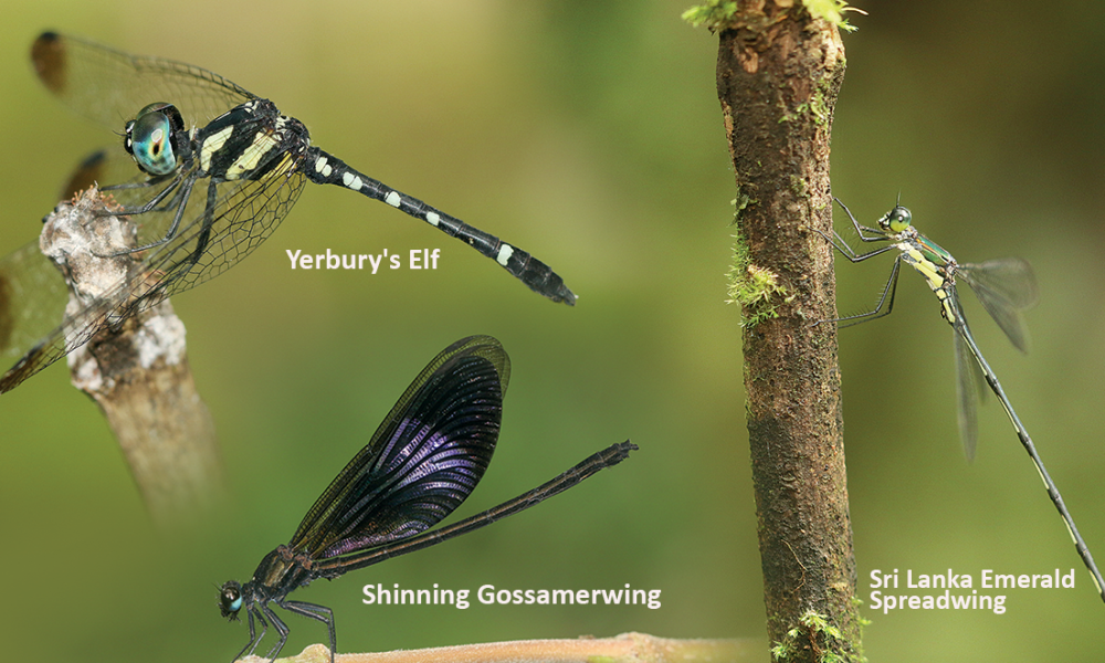 Fear Factor Dragonflies