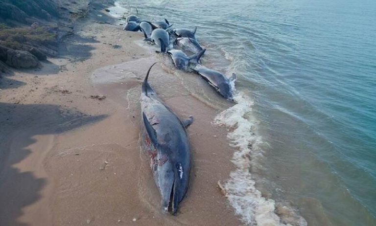 Eleven dolphins die after being caught in fishing net – The Island