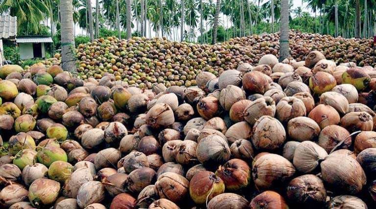 CRI: No official permission granted for coconut imports – The Island