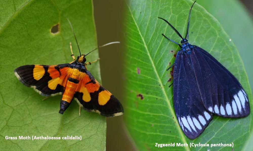 Hidden Marvels of Moths – The Island