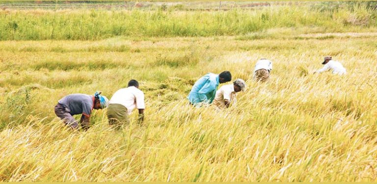 Govt. accused of facilitating exploitation of paddy farmers – The Island