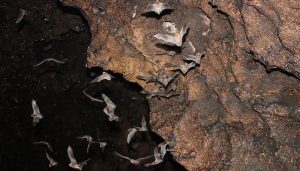 Sri Lanka discovers its first endemic bat species: A groundbreaking ...