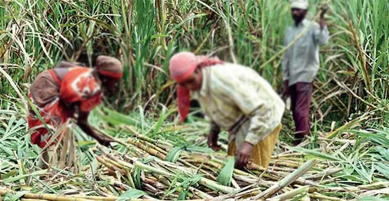 Hingurana sugarcane cultivators discuss their problems with Hakeem and ...