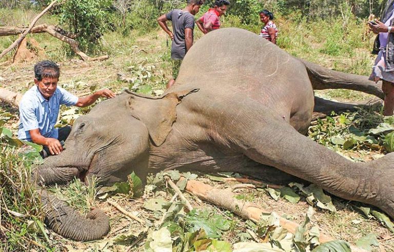 Human-Elephant conflict, the worst animal cruelty – The Island