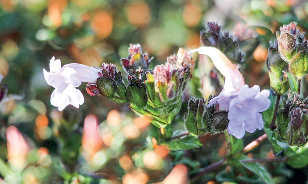 Horton Plains Awaits Its Floral Spring – The Island