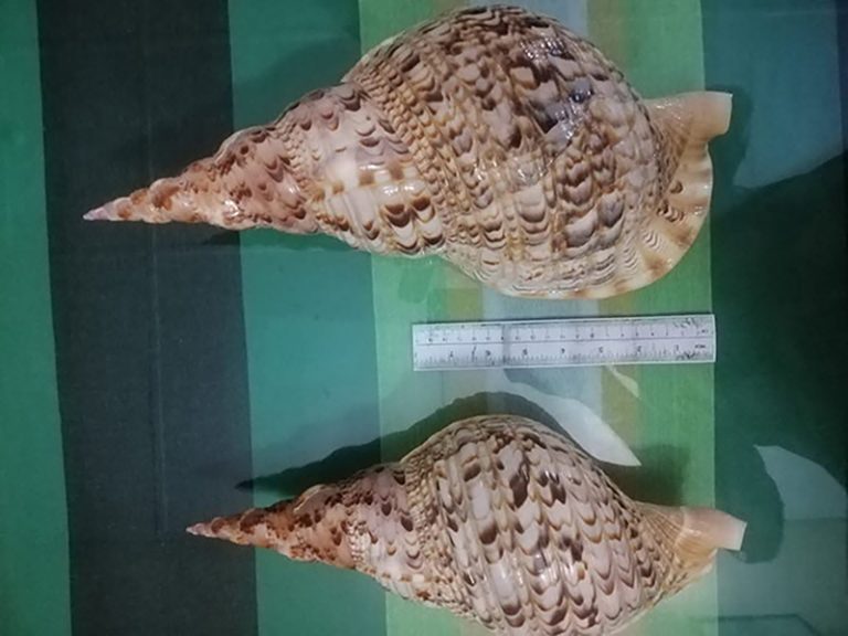 Two suspects arrested while trying to sell rare conch shells – The Island