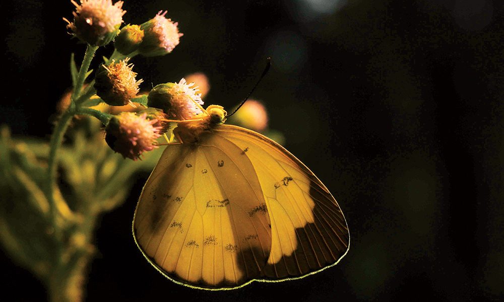 Dilmah Awards LKR 3 Million to Winners of Unique Photo Competition ...