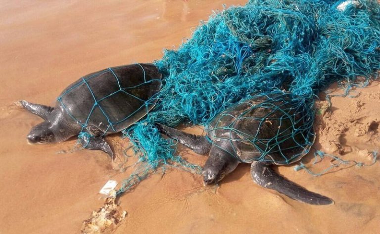 Ghost nets entangling turtles, marine life in Lanka’s waters – The Island