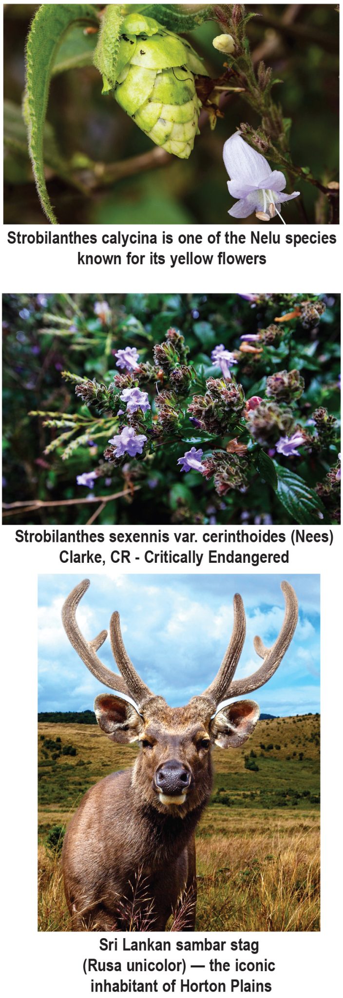 The World’s Right-Wing and Left-Wing Dictators – The Island