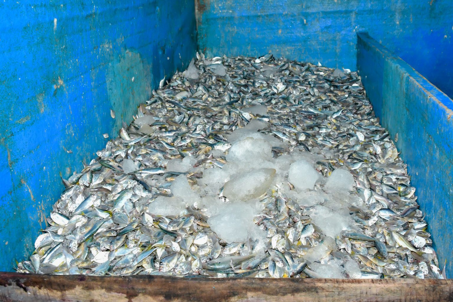 Navy seizes an Indian fishing boat poaching in northern waters of Sri ...
