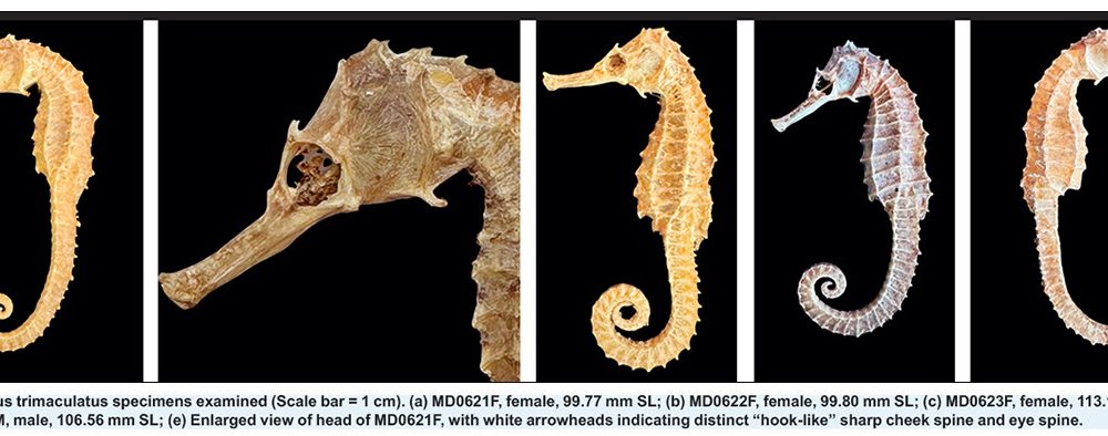 Rare Seahorse discovered in Sri Lankan waters sparks urgent ...
