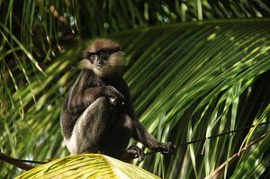 First-ever monkey holding centre to be set up in Matale – The Island