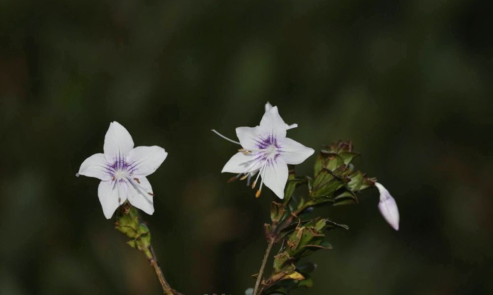 Rediscovery of Strobilanthes pentandra after 48 years – The Island